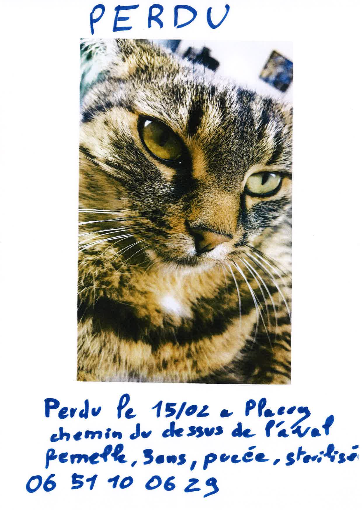 CHAT PERDU !! | Village de Placey